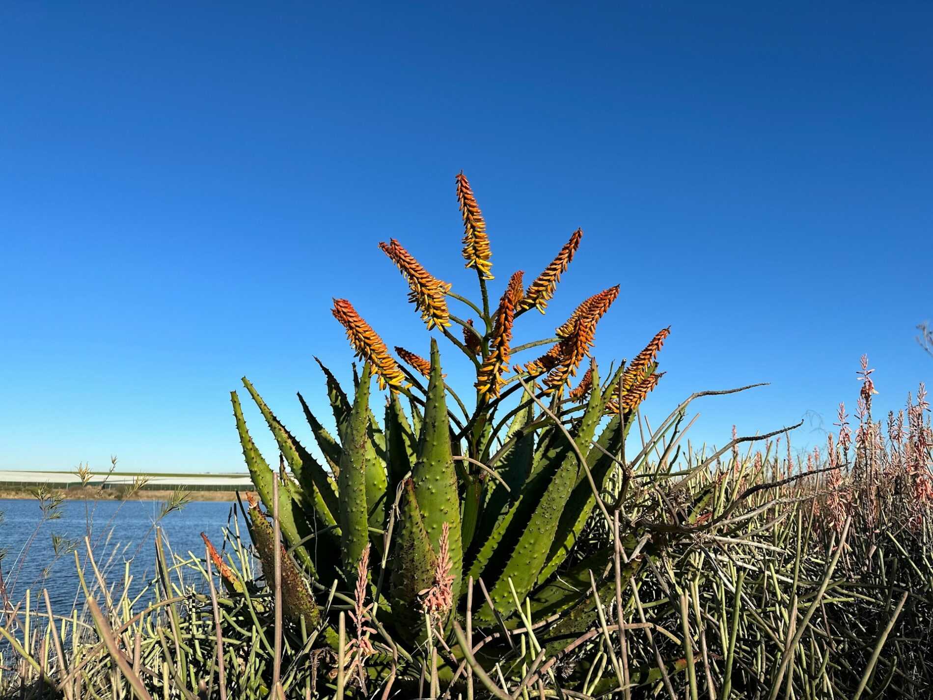 Groblersdal - SA Towns