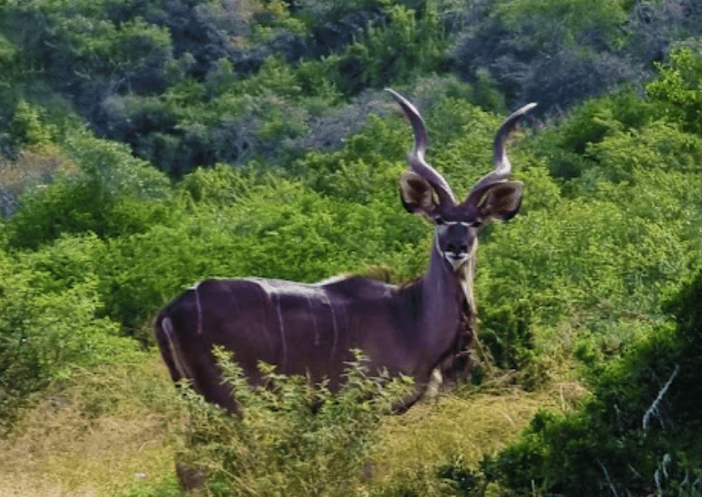 Andries Vosloo Kudu Reserve - SA Towns